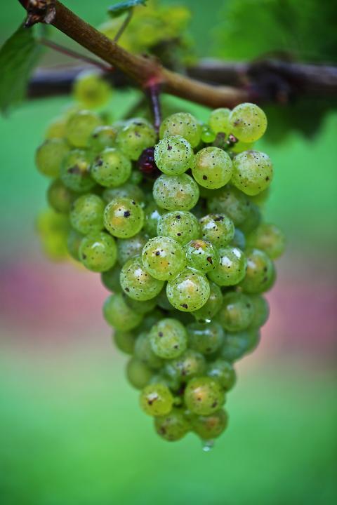 Harvest Grapes, Shelton Vineyard, Dobson, North Carolina | Shutterbug
